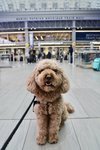 How to Travel With Your Dog on Amtrak: A Complete Guide to Pet-Friendly ...