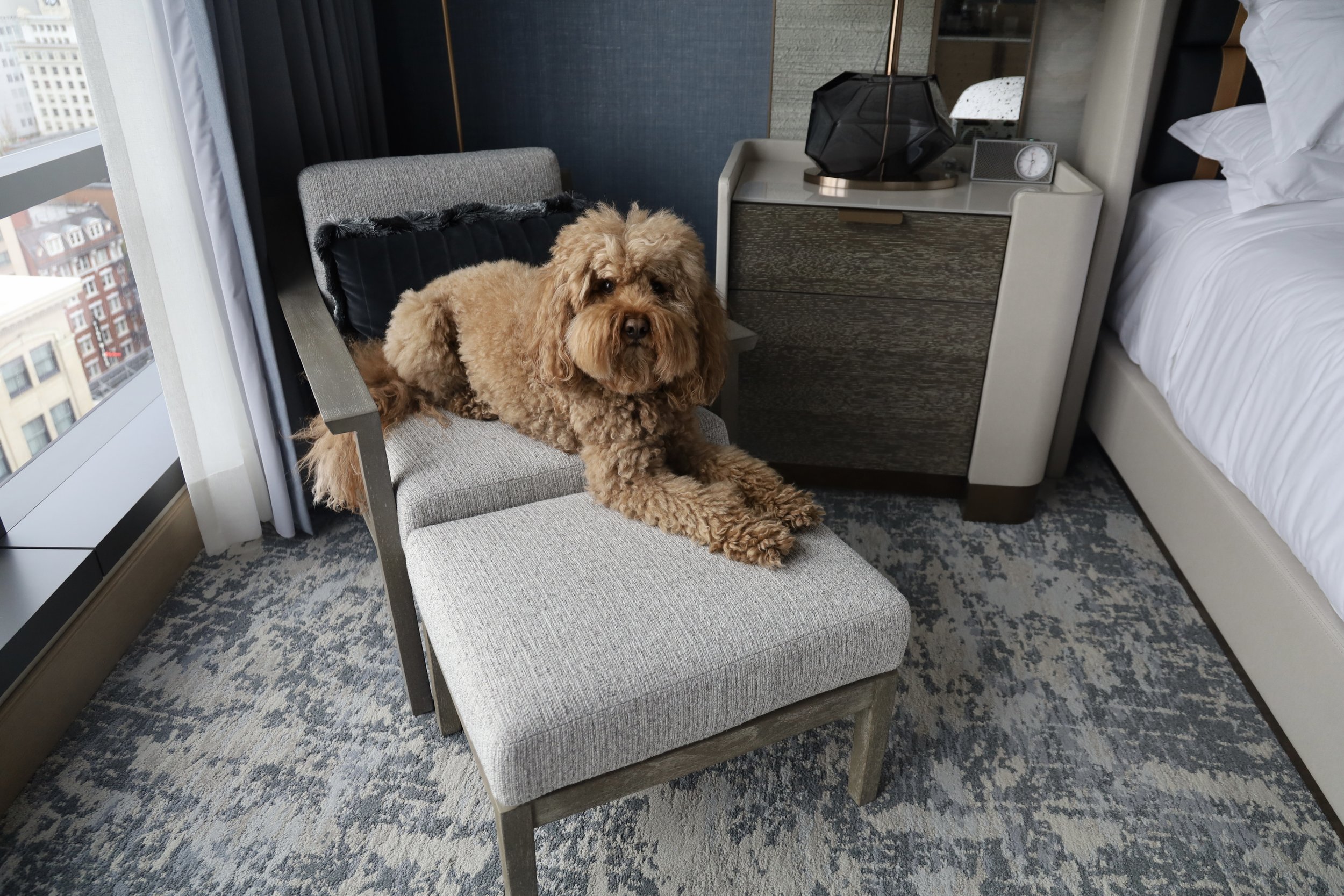 Top Pet-Friendly Hotels in North America: Best Stays for You and Your ...