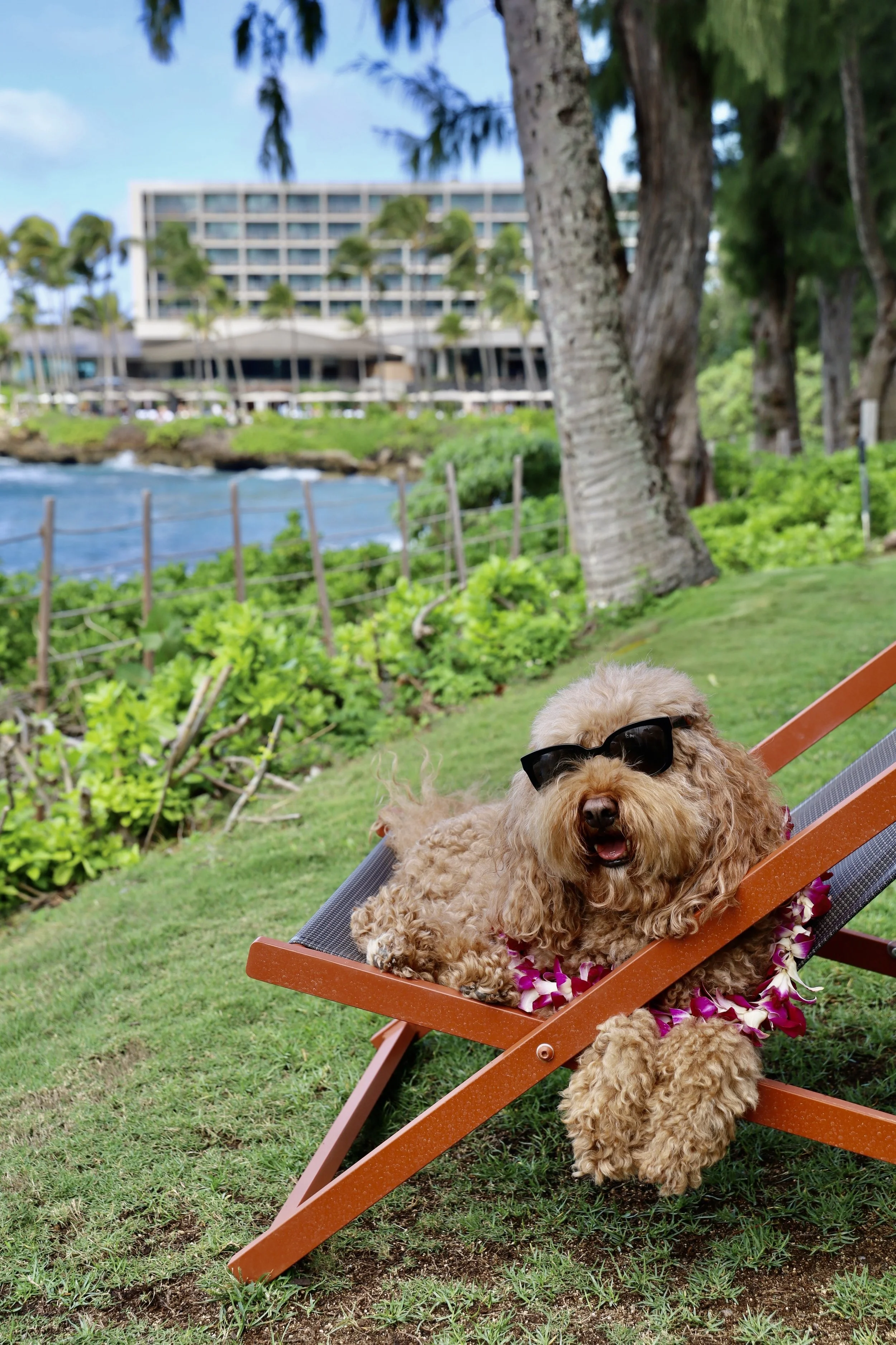 How to Travel to Hawaii With Your Dog: A Complete Guide to Avoid ...
