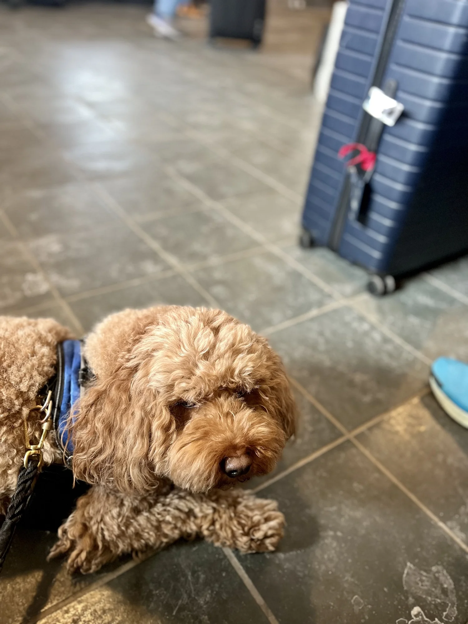 How to Travel With Your Dog on Amtrak: A Complete Guide to Pet-Friendly ...