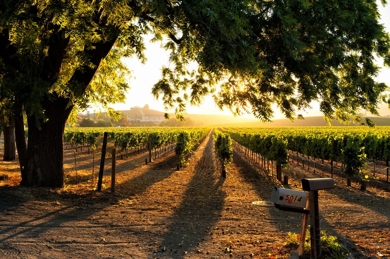 AVIVO Wines