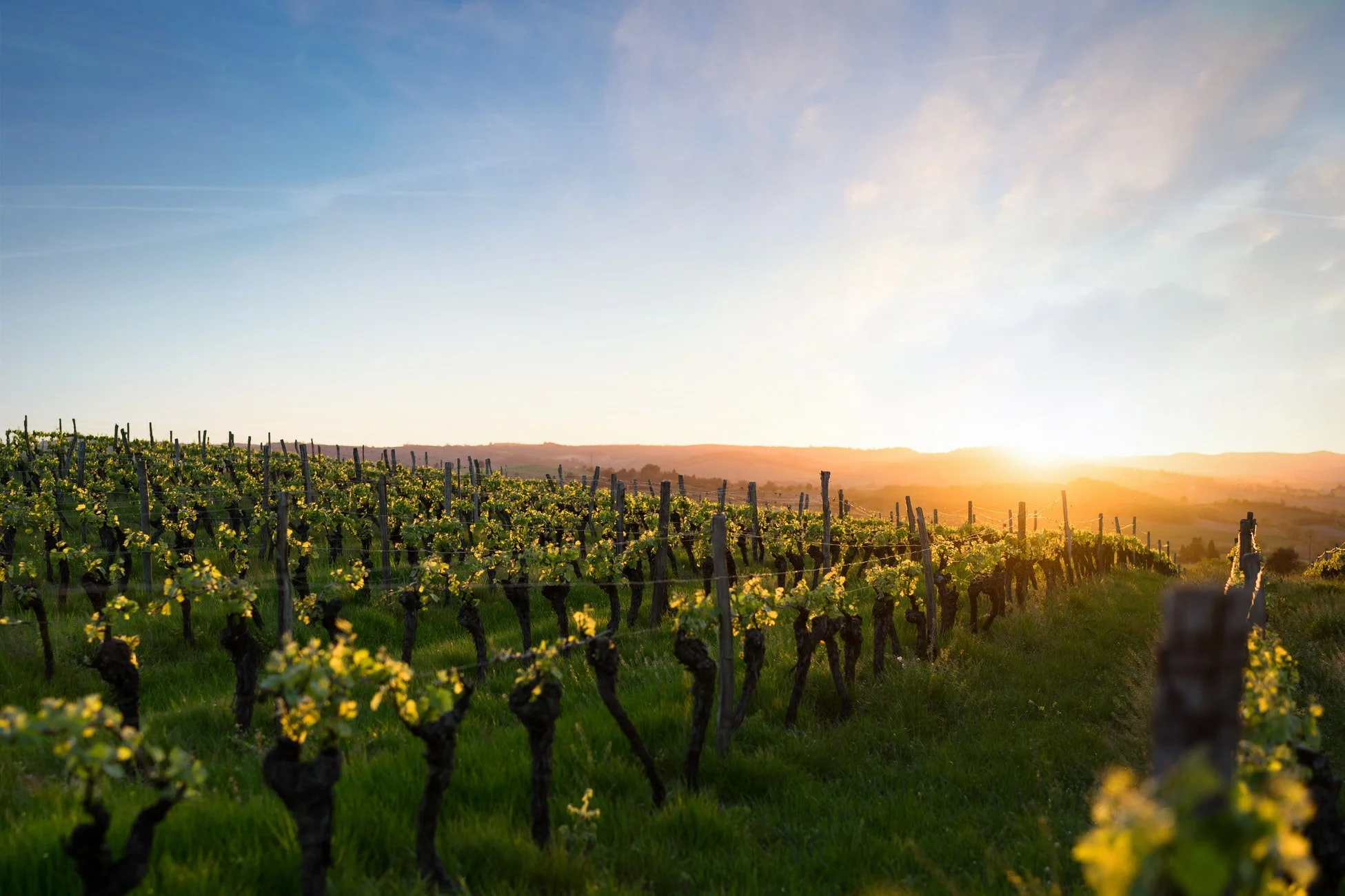 AVIVO Wines | Discover Simply Better Wine Today