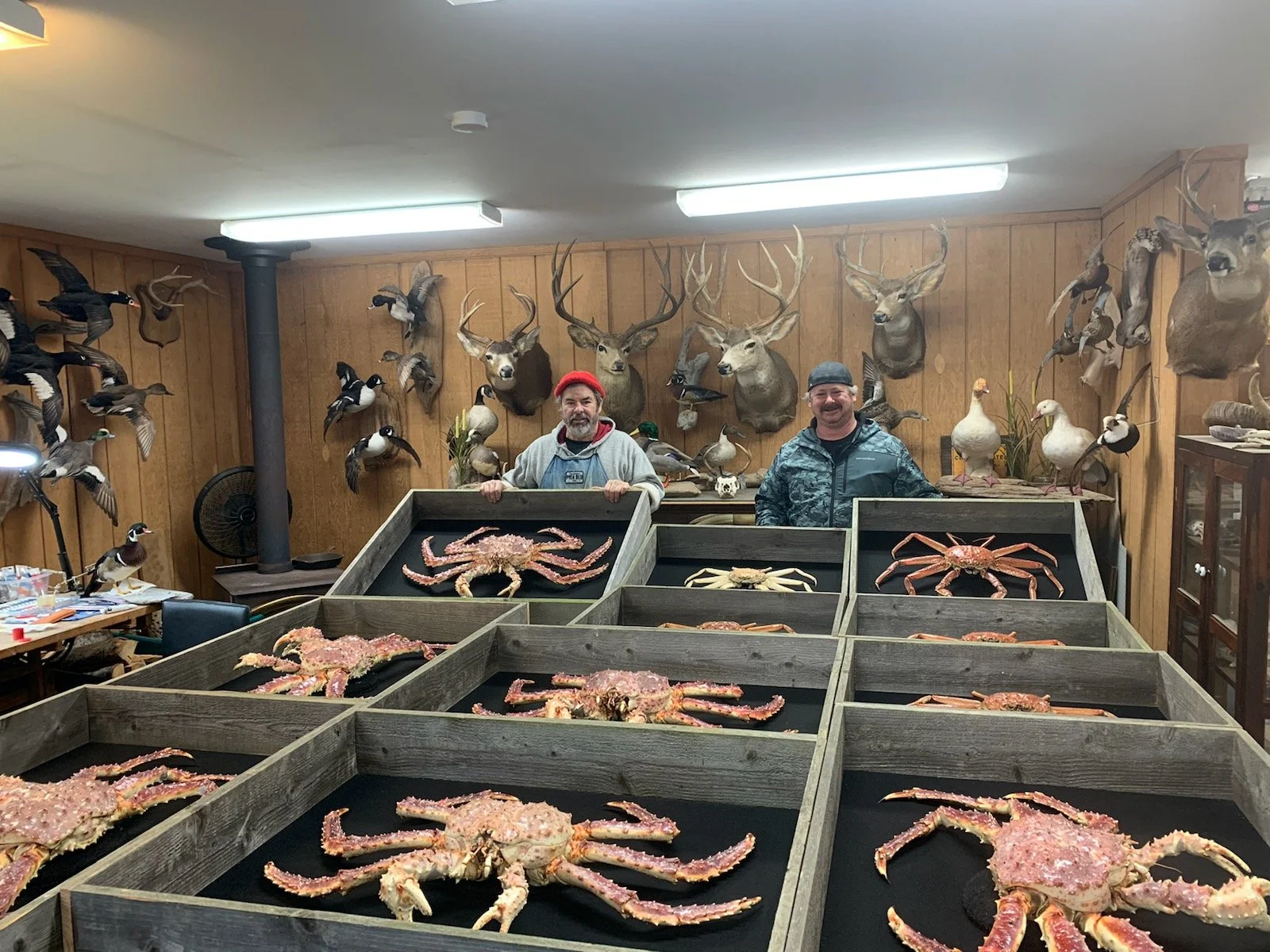 Crab Mounts — Whidbey Island Taxidermy