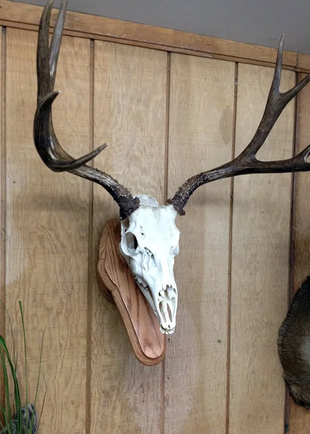 Whidbey Island Taxidermy