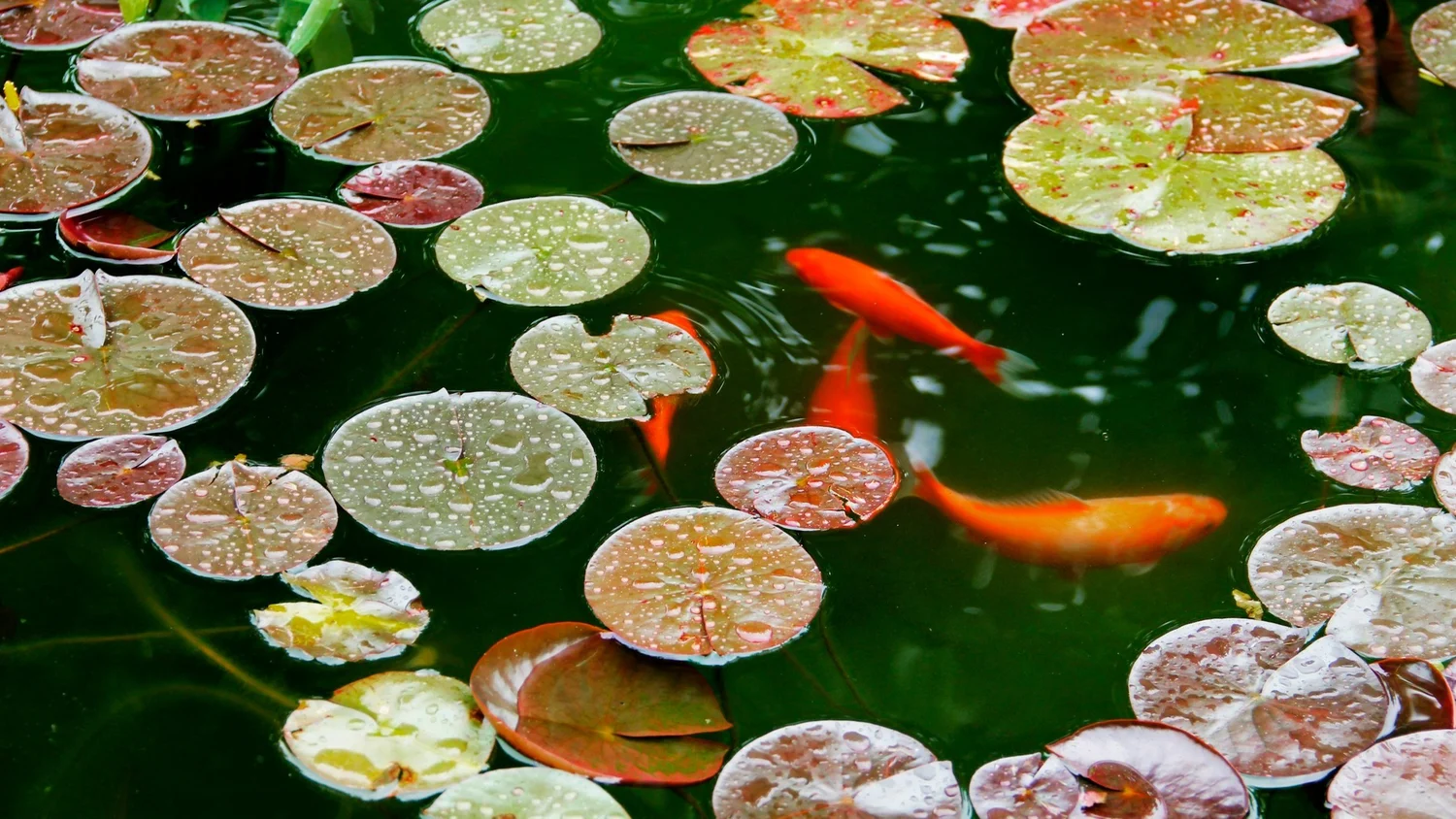 Winter Feeding Guide for Koi Fish - When to Stop and Why - Expert Tips ...