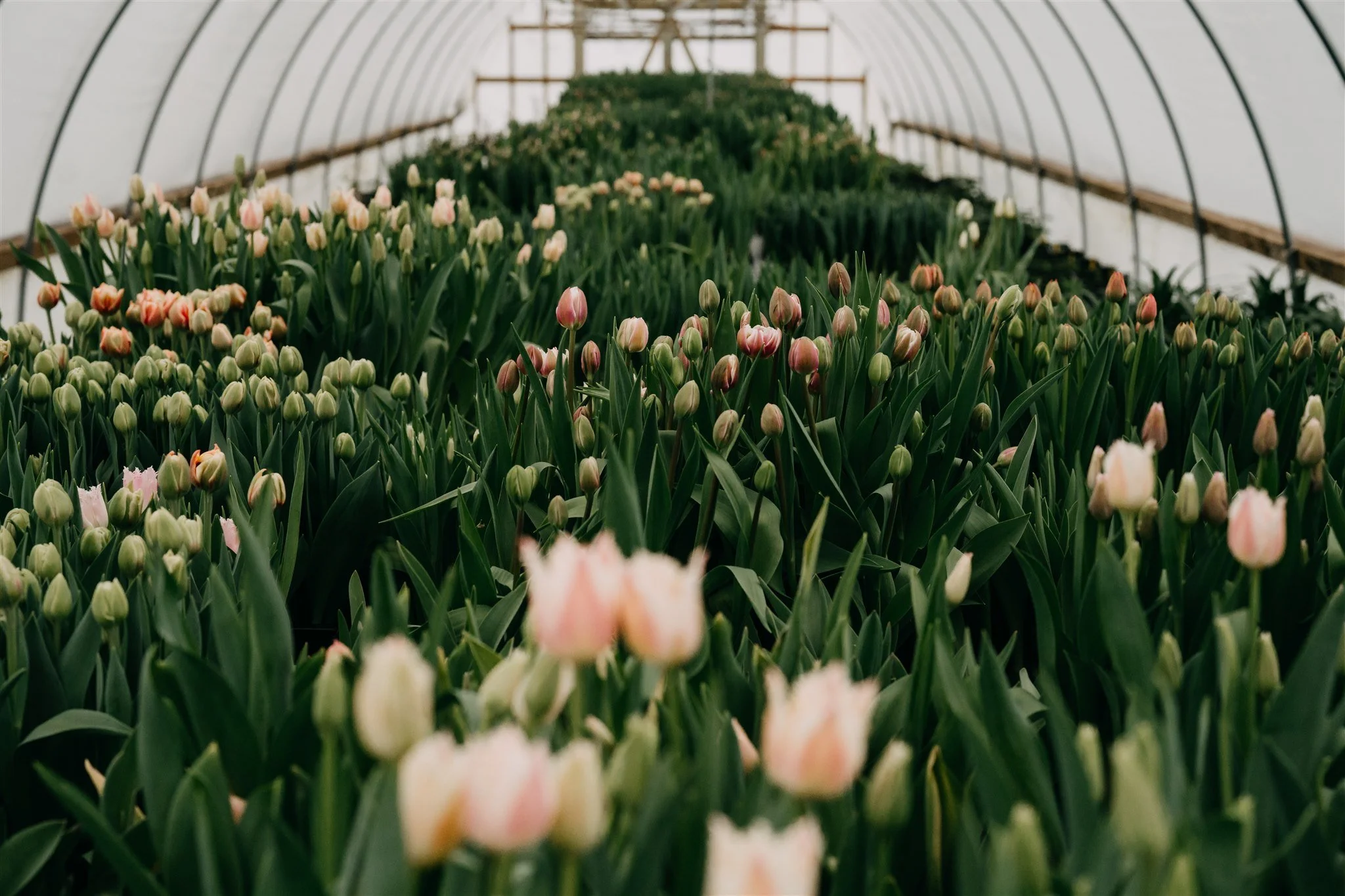 Ampersand Bulb Co. | Shop Grower-Trusted Bulbs Today