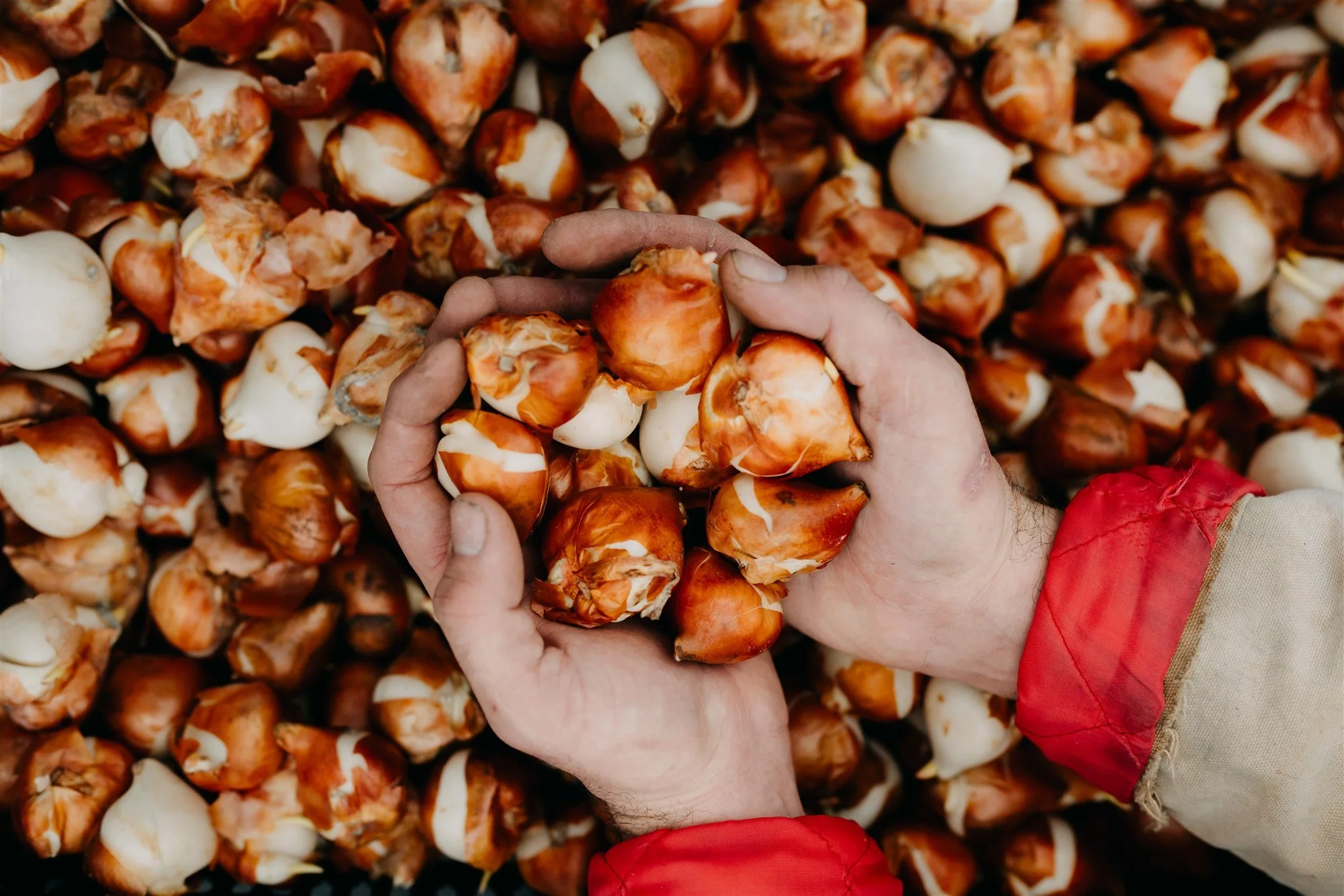 Inside the Flower Bulb Industry — Ampersand Bulb Co.