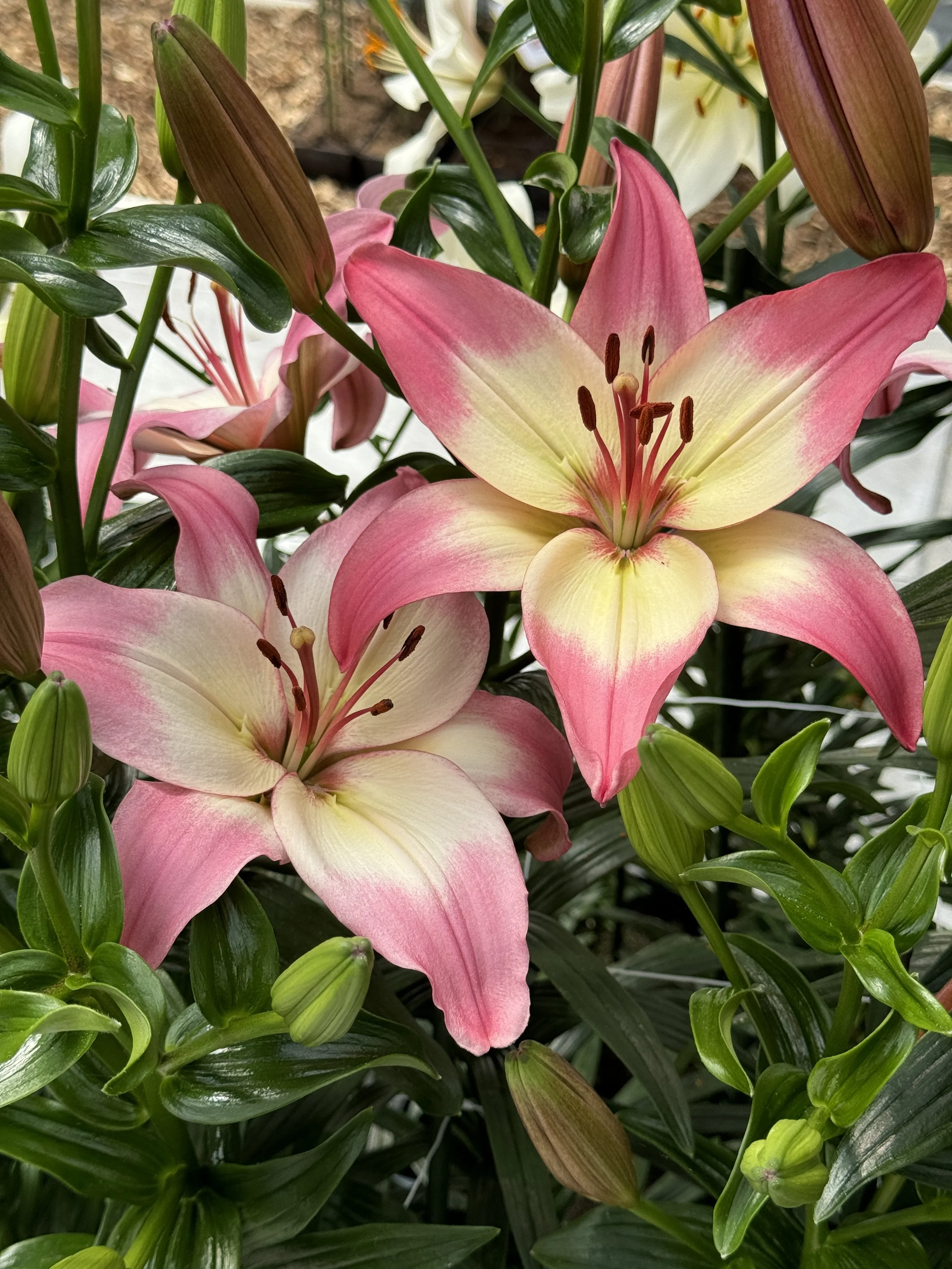 Exploring Lily Varieties: Understanding the Differences Between LA and ...