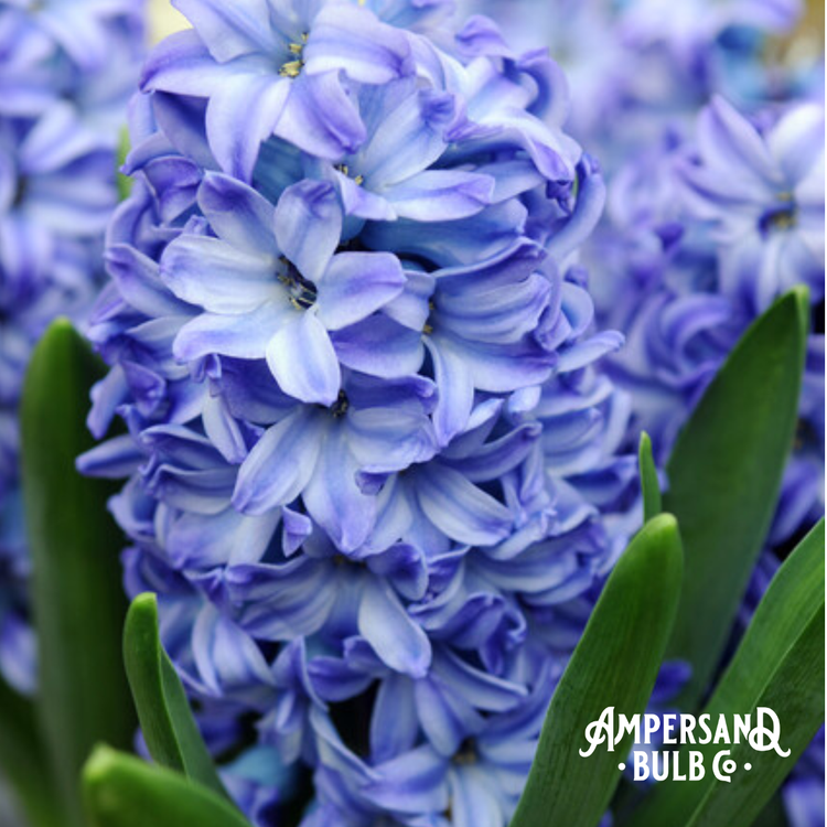 Hyacinth Forcing Guide — Ampersand Bulb Co.
