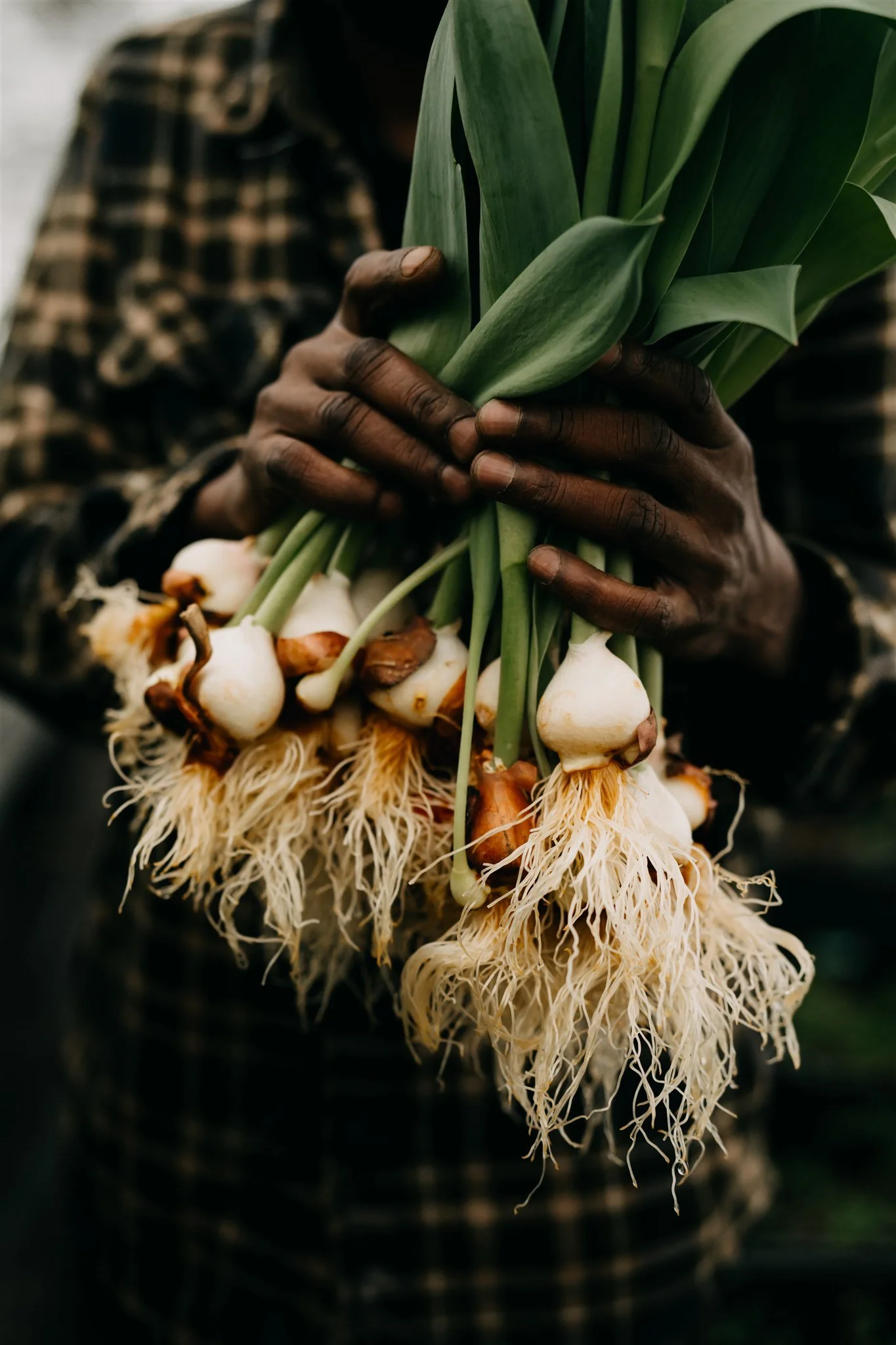 7 Hydroponic Tulip Growing Myths — Ampersand Bulb Co.