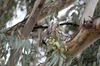 How to identify Greybox Grassland — Glenthorne Grassland Project