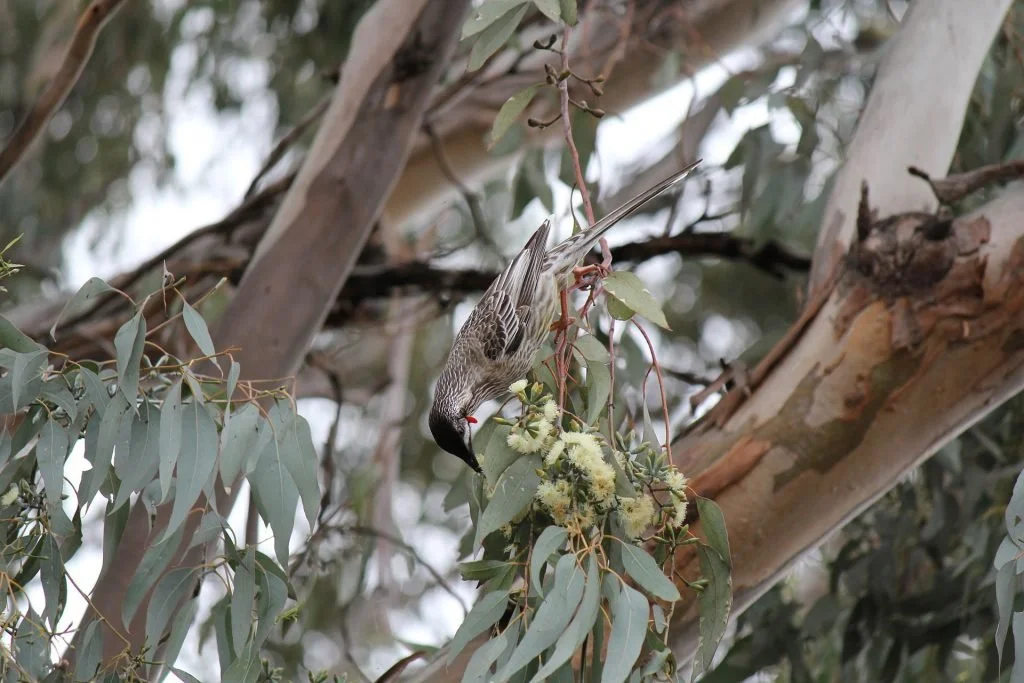 How to identify Greybox Grassland — Glenthorne Grassland Project