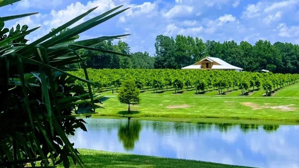 Twisted Vines Vineyard