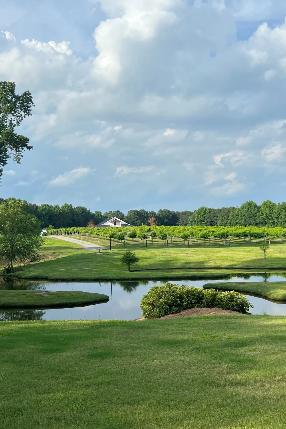 Services 2 — Twisted Vines Vineyard