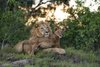 Small Group Wildlife Photography Tours & Workshops — TOFT PHOTO SAFARIS