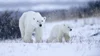 TOFT PHOTO SAFARIS
