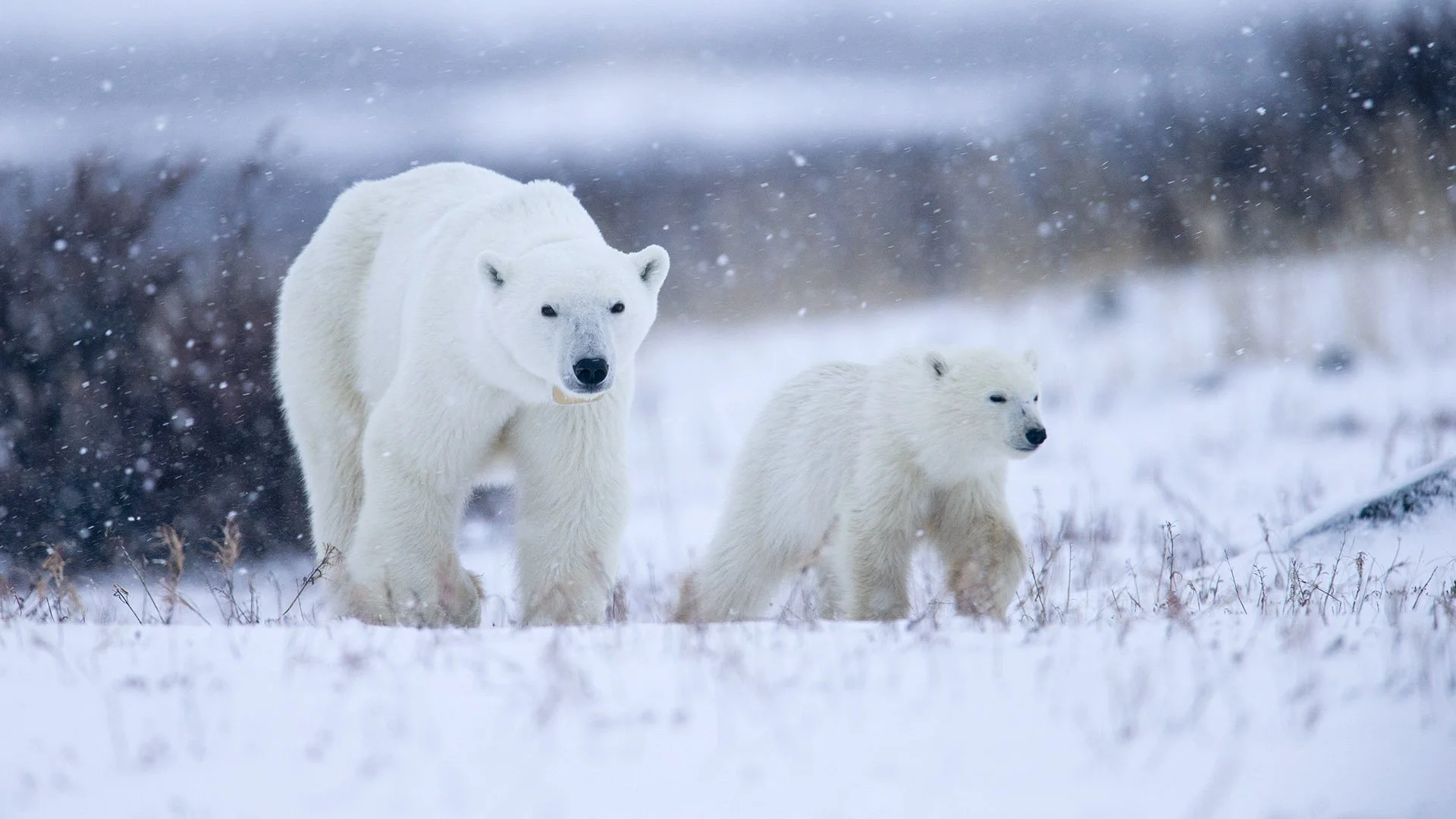 TOFT PHOTO SAFARIS