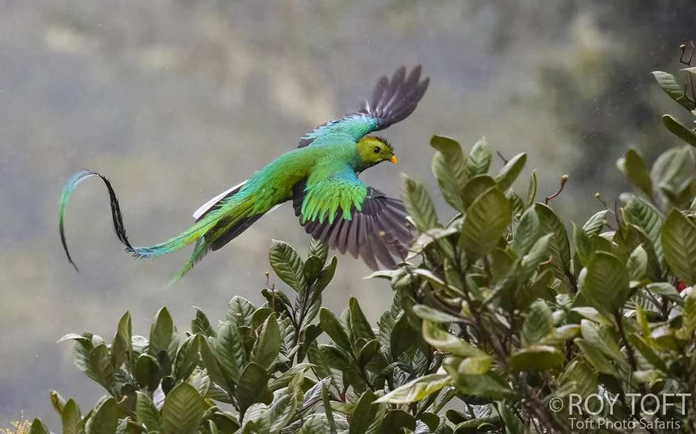 TOFT PHOTO SAFARIS