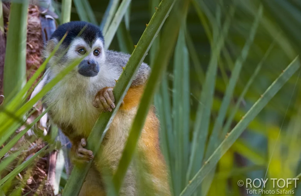 Small Group Wildlife Photography Tours & Workshops — TOFT PHOTO SAFARIS