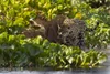Small Group Wildlife Photography Tours & Workshops — TOFT PHOTO SAFARIS