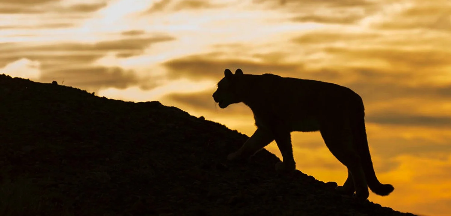 TOFT PHOTO SAFARIS