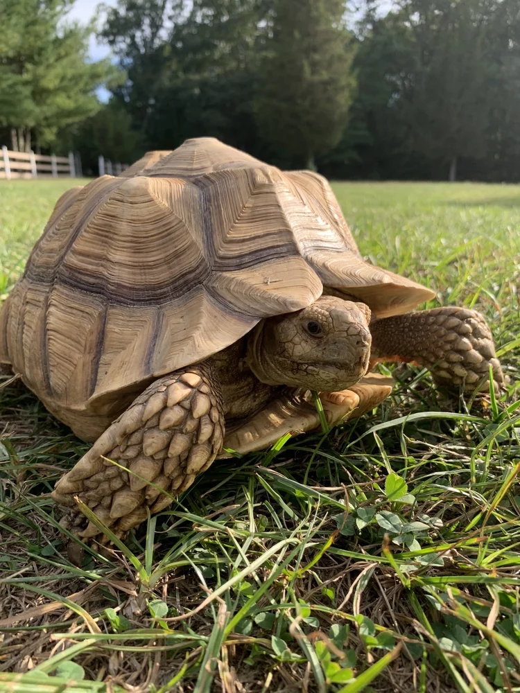 WILD EXOTICS ANIMAL REFUGE