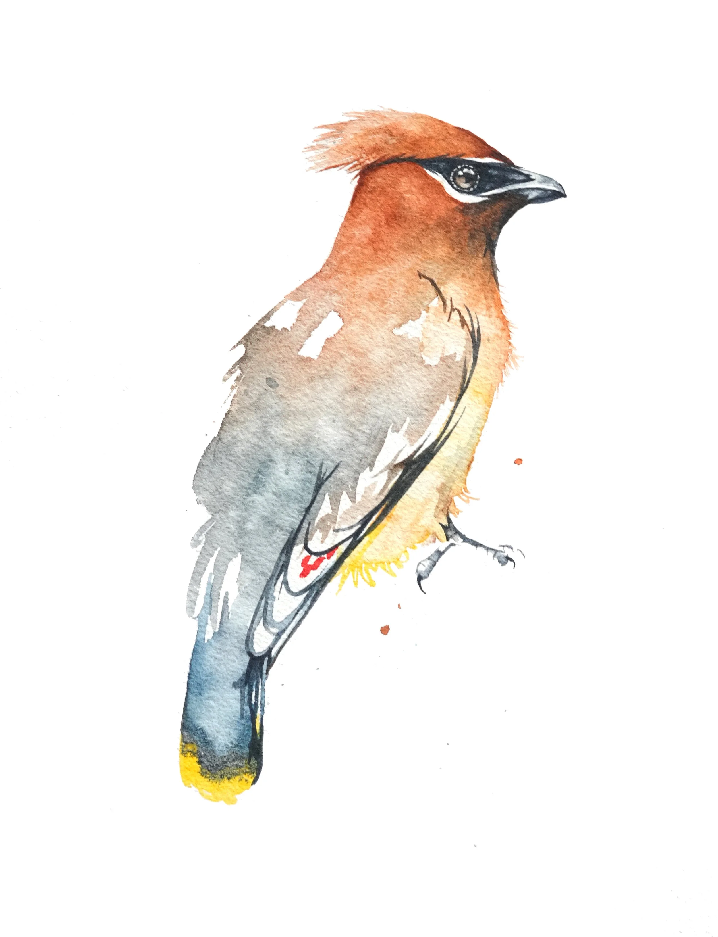 Gallery 1 — Painted Wing