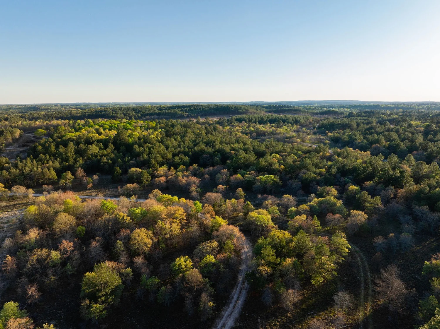 Wild Spring Dunes