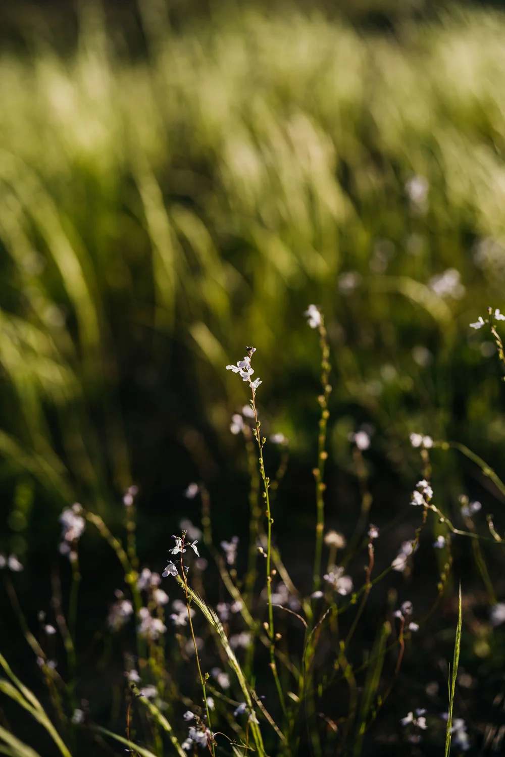 Wild Spring Dunes