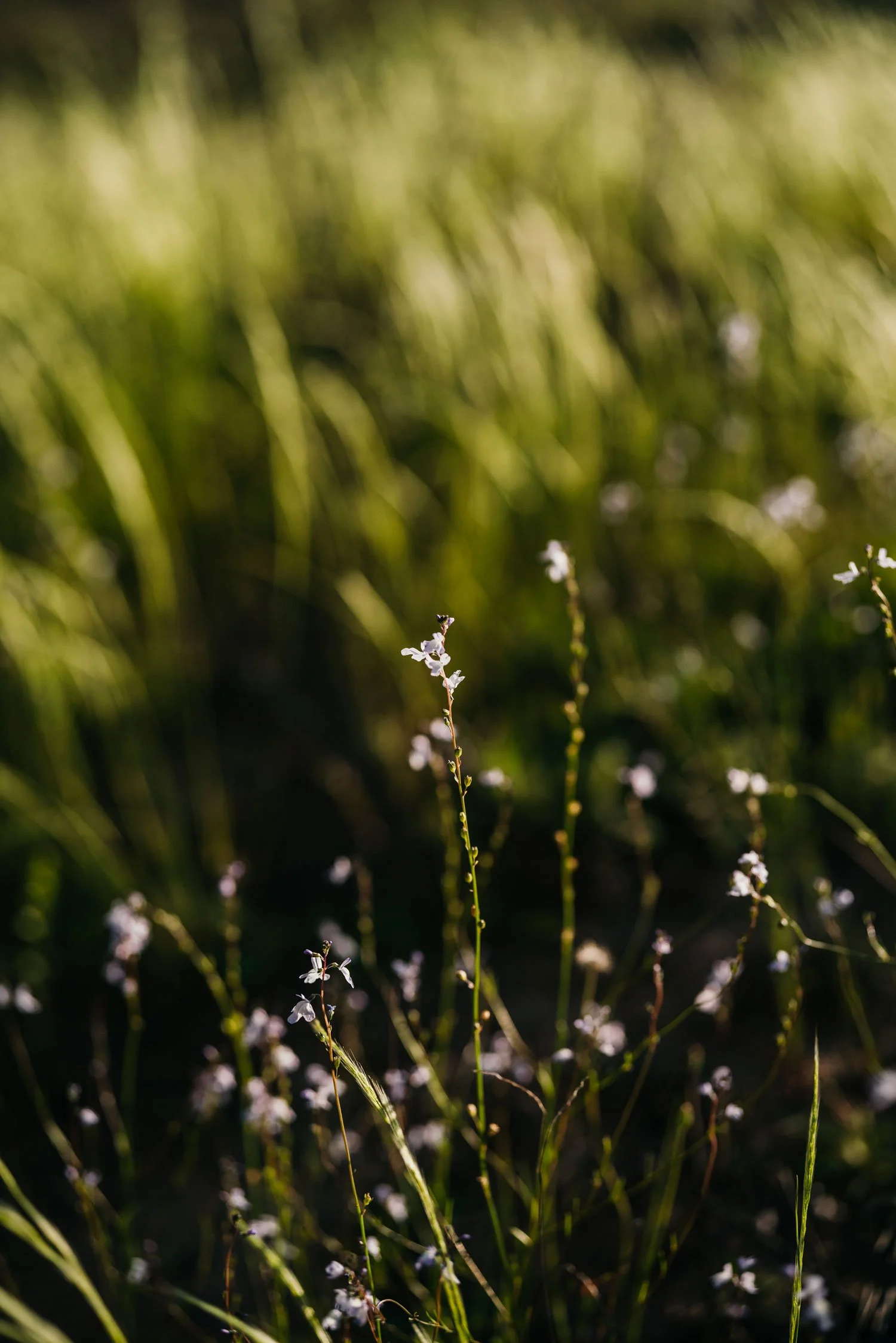 Wild Spring Dunes