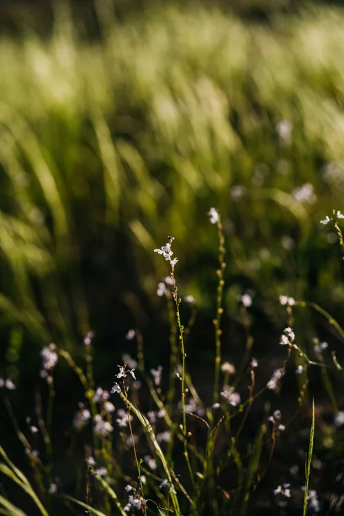 Wild Spring Dunes
