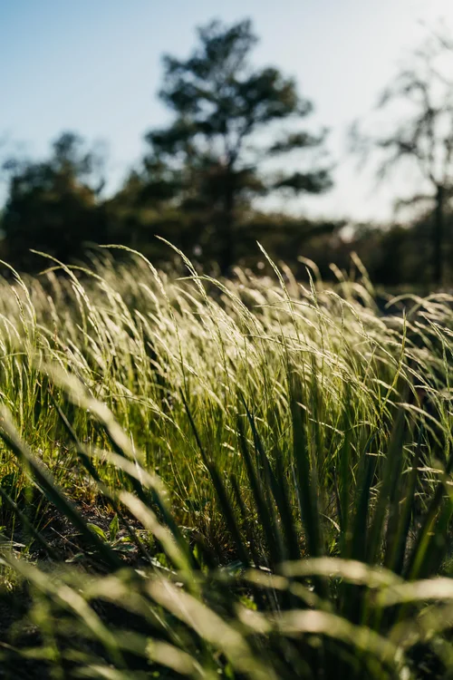 Wild Spring Dunes