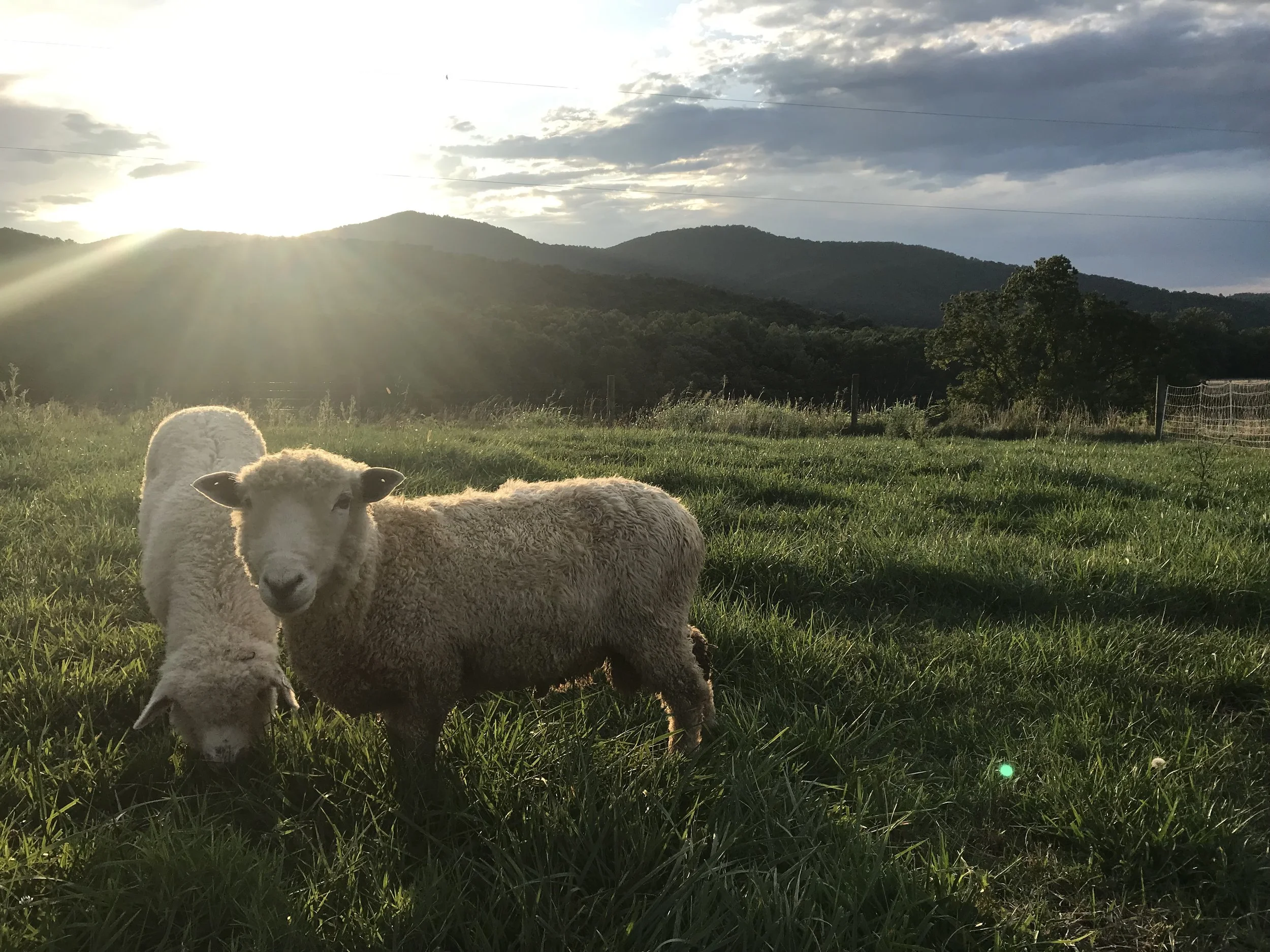 About Our Community | Discover Community Living Today — Innisfree Village