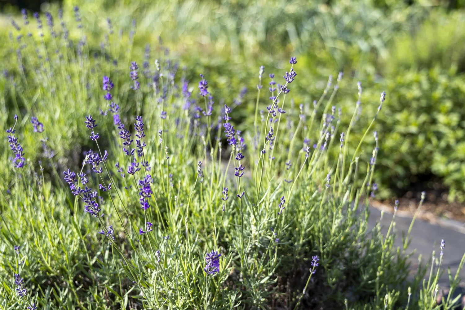 Innisfree Village | Discover and Support Our Community