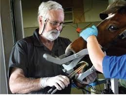 Team — Kentucky Equine Veterinary Dental Specialists