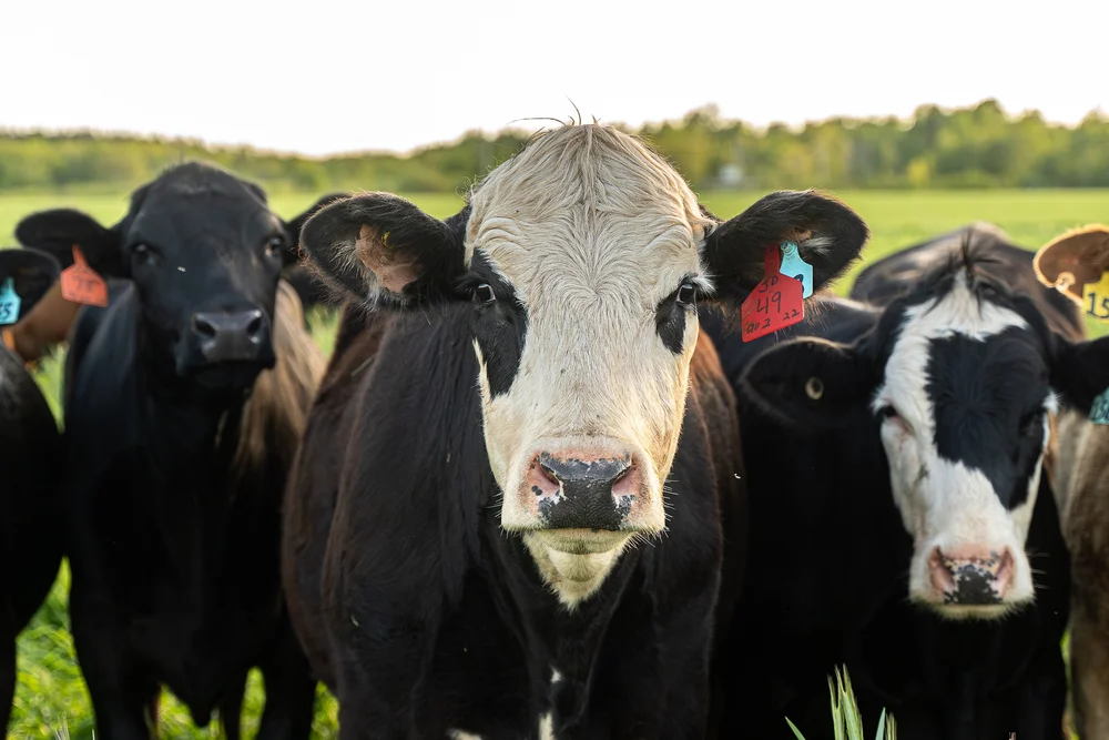 Email Landing Page — Paul Smallman