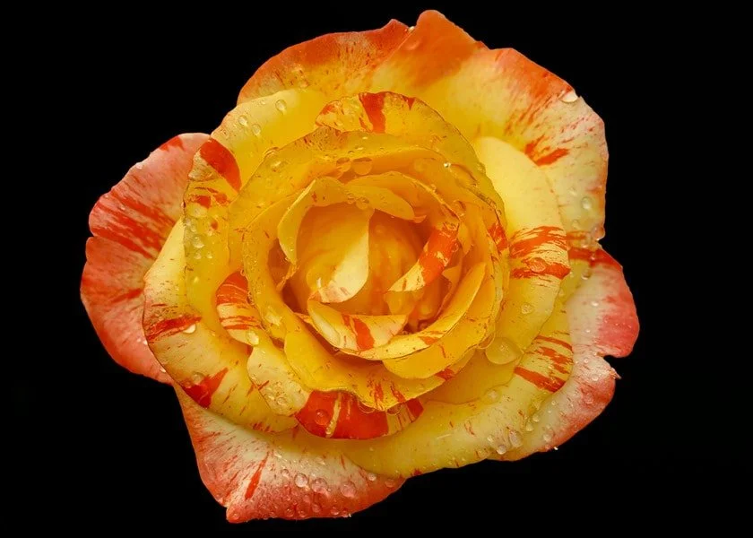 Event Calendar | Kansas City Rose Society — Kansas City Rose Society