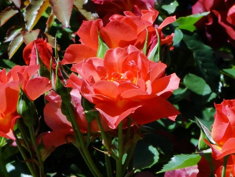 Rose Varieties | Kansas City Rose Society — Kansas City Rose Society