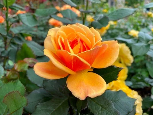 About Face™ — Kansas City Rose Society