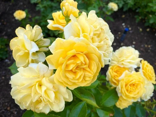 Yellow Brick Road — Kansas City Rose Society