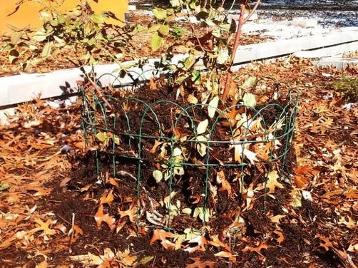 Winter Care | Rose Care | Kansas City Rose Society — Kansas City Rose ...