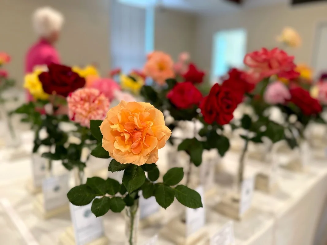 Annual Rose Show | Kansas City Rose Society — Kansas City Rose Society
