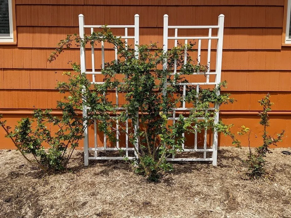 Pruning Roses | Rose Care | Kansas City Rose Society — Kansas City Rose ...