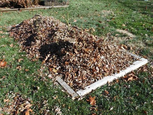 Winter Care | Rose Care | Kansas City Rose Society — Kansas City Rose ...