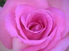 Beverly™ — Kansas City Rose Society