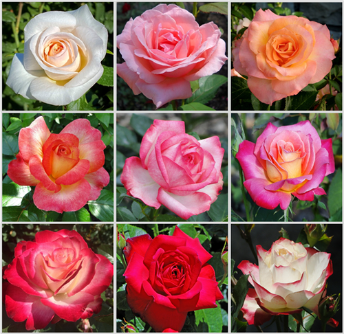 Kansas City Rose Society