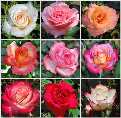 Kansas City Rose Society