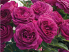 Celestial Night™ — Kansas City Rose Society