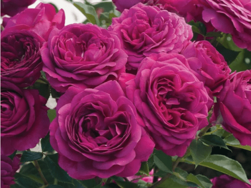 Celestial Night™ — Kansas City Rose Society