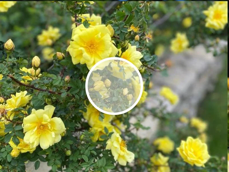 Rose Varieties | Kansas City Rose Society — Kansas City Rose Society